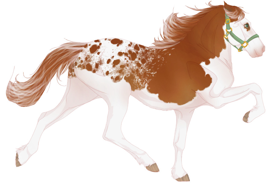 View topic - #7064 Chestnut splash white spotted blanket pintaloosa ...