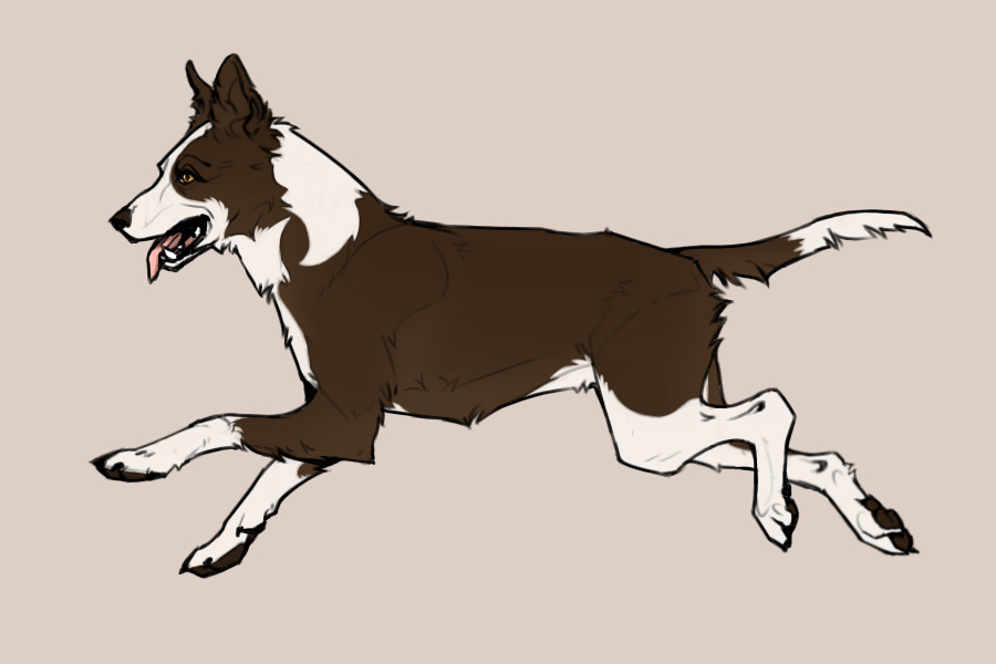 View topic - Carolina Shepherd CD-0011 - Chicken Smoothie